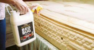 Tiny red bugs in bed, find out to get rid of them with our tips and tricks