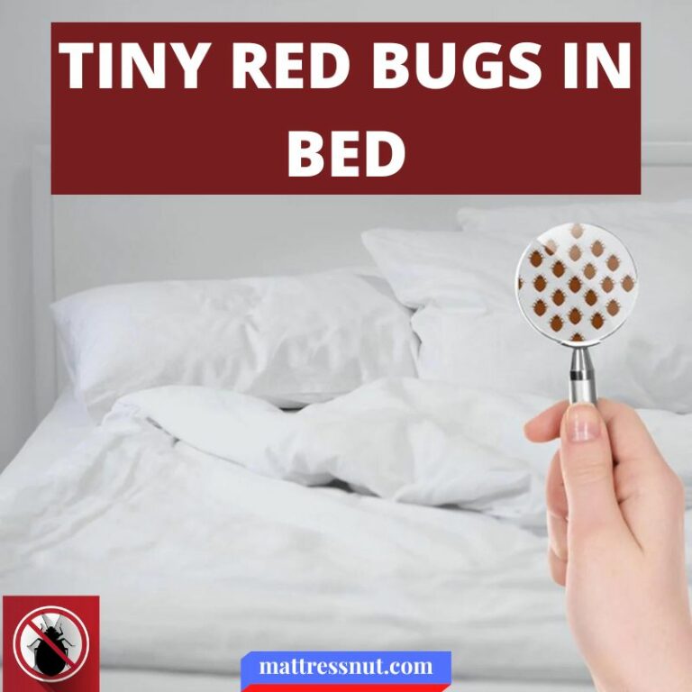 Tiny red bugs in bed, find out to get rid of them with our tips and tricks