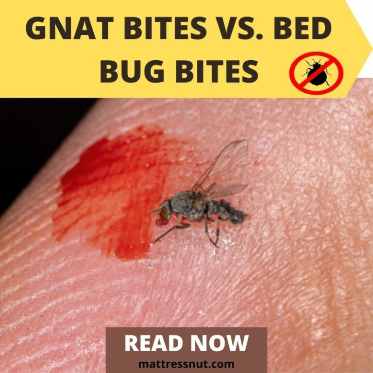Gnat Bites vs. Bed Bug Bites - Identifying the Differences